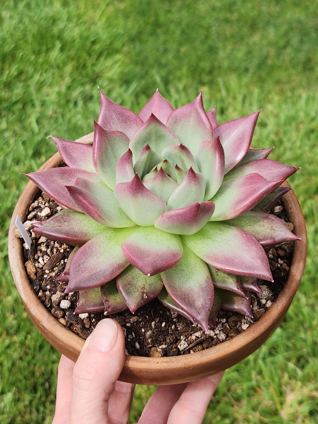 Echeveria Agavoides 'somnium' 6 Pot - Etsy