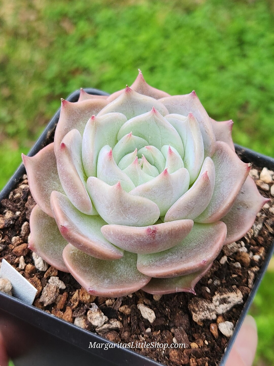 Echeveria 'pikachu' - 3.5" Pot - Etsy