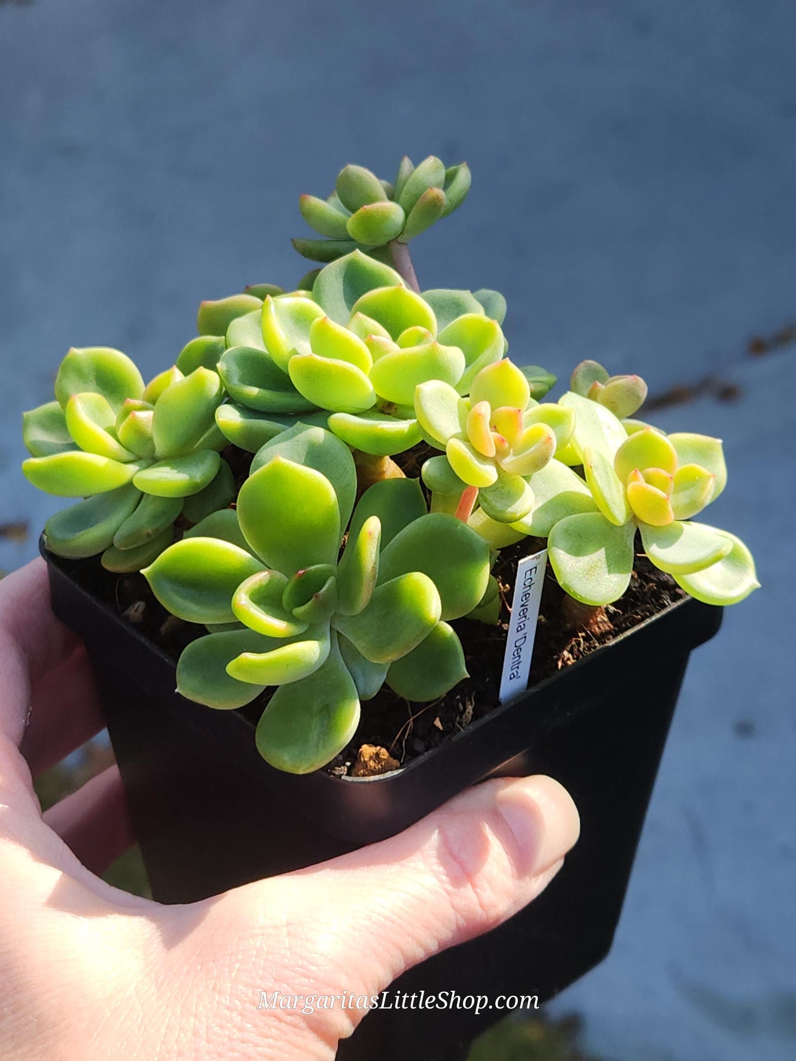 Echeveria 'dentra' - 3.5" Pot - Etsy