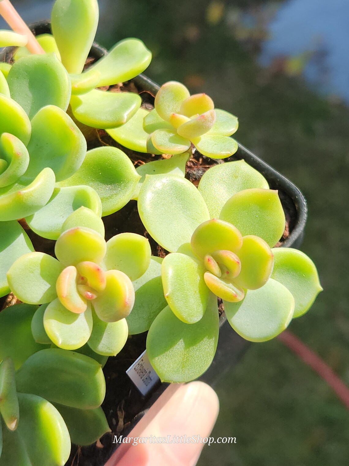 Echeveria 'dentra' - 3.5" Pot - Etsy