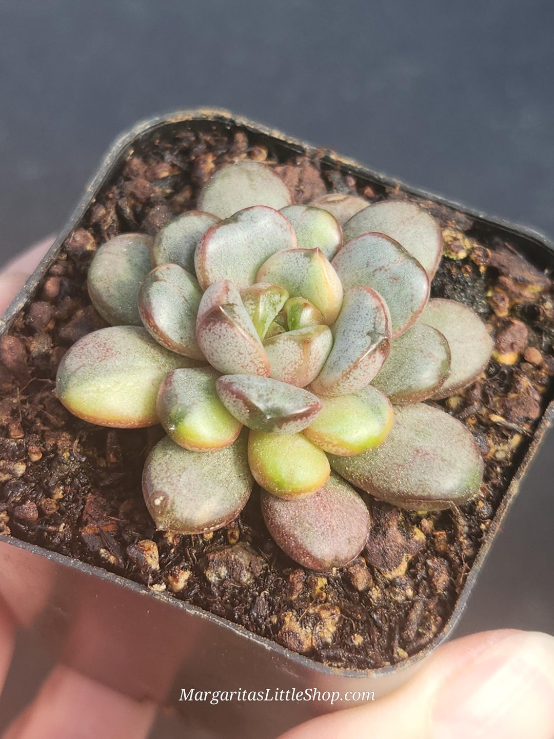 Graptoveria 'amethorum' F. Variegata - 2" Pot - Etsy