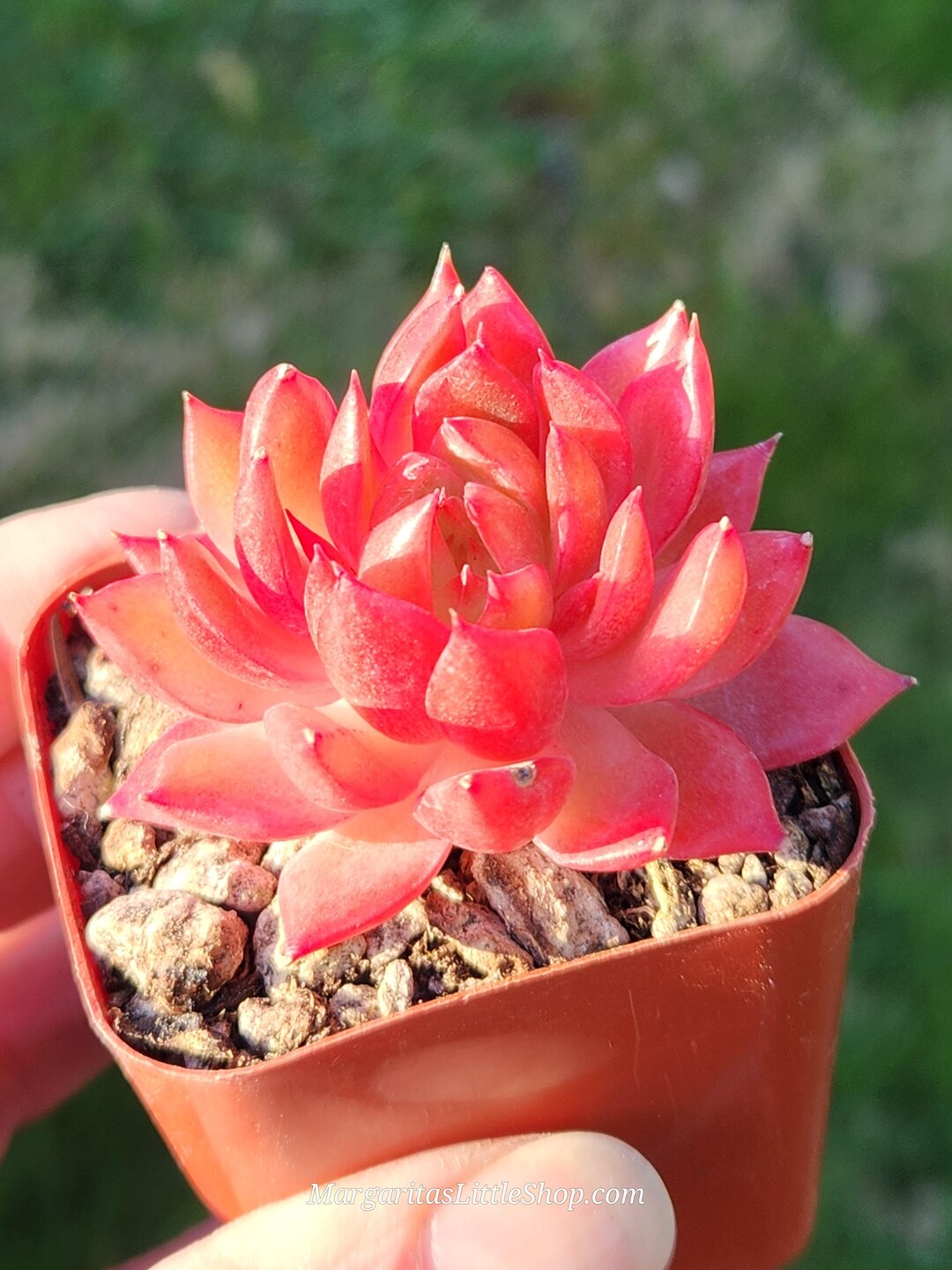 Echeveria Agavoides 'forte' - 2" Pots - Etsy