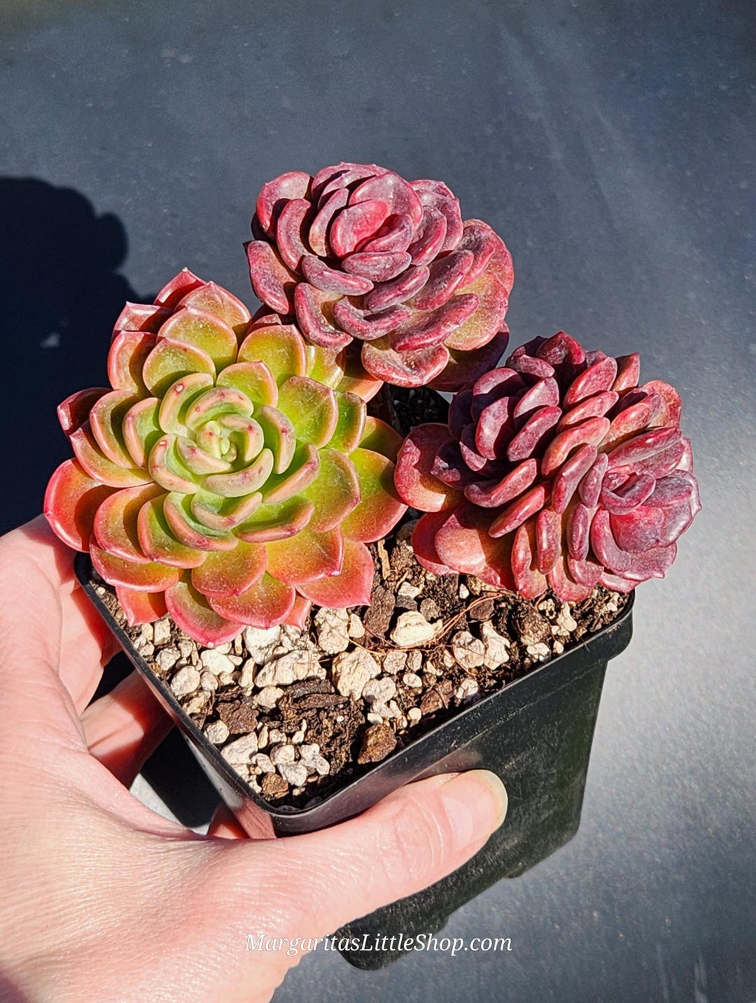 Echeveria 'dentra' F. Variegata - 3.5" Pot - Etsy