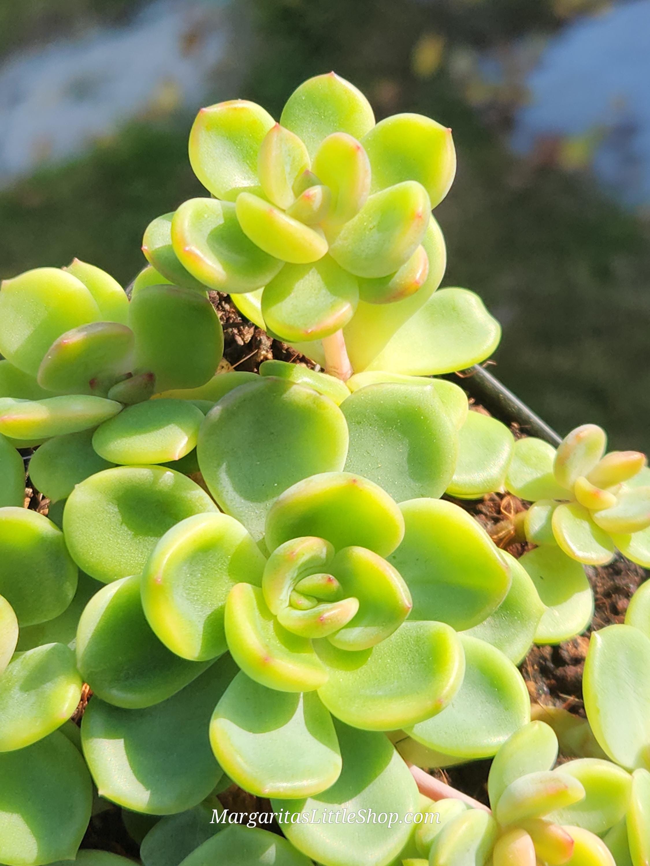 Echeveria 'dentra' - 3.5" Pot - Etsy