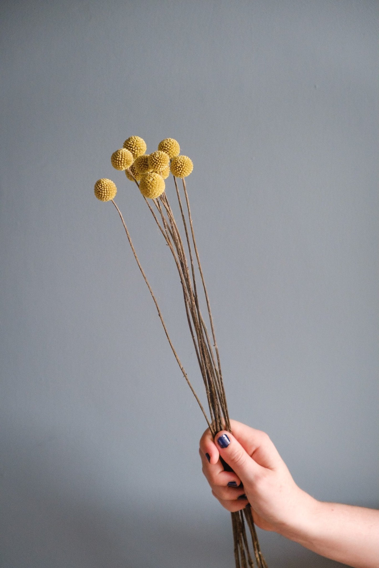 Dried Billy Buttons craspedia - Etsy