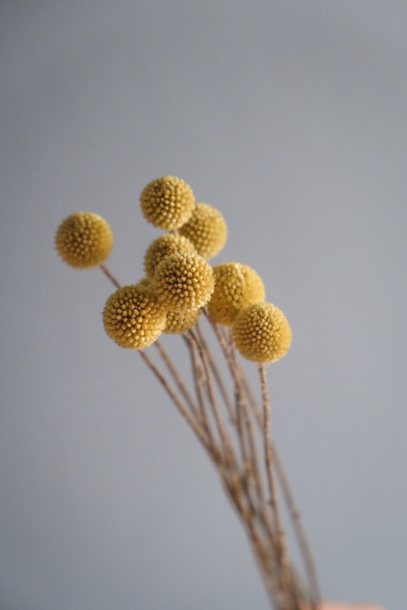 Dried Billy Buttons (craspedia) - Etsy