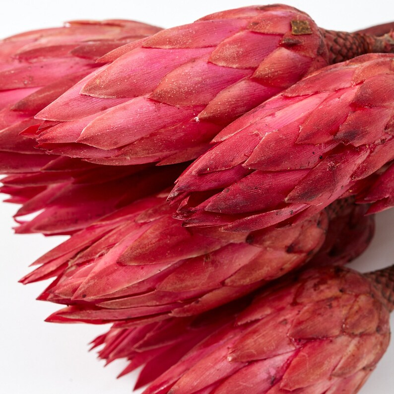 Preserved Protea Flowers - Pink - Etsy