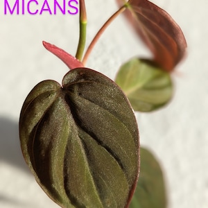 Philodendron - Micans. Two Starter Plants. HEAT PACK Included When ...