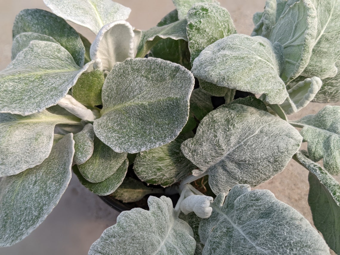 Angel Wings and Silver Gleam Senecio Bundle of 2 Different - Etsy