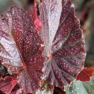 Begonia Maculata Pink Spot. Two Starter Plants. HEAT PACK Included When ...