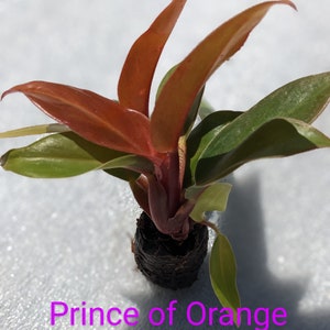 Prince of Orange Philodendron. Two Plants. HEAT PACK Included When ...