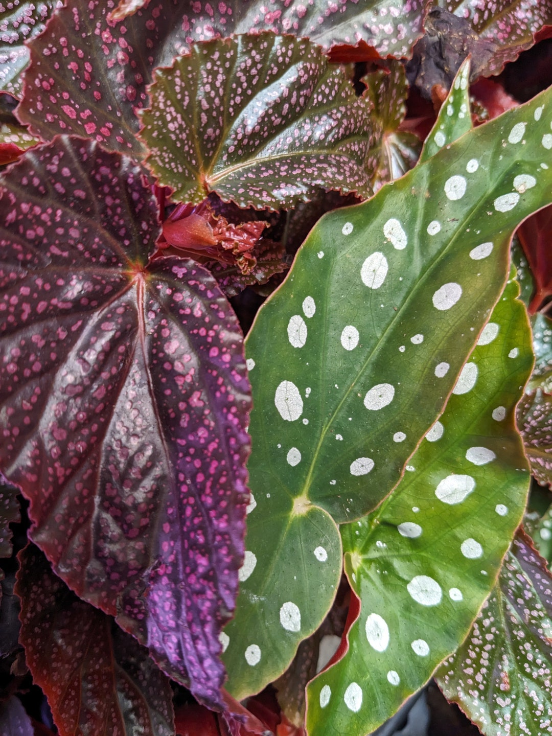 Begonia Maculata - Pink Spot and Polka Dot. Two Varieties . HEAT PACK ...
