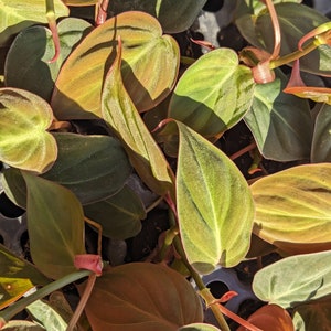 Philodendron - Micans. Two Starter Plants. HEAT PACK Included When ...