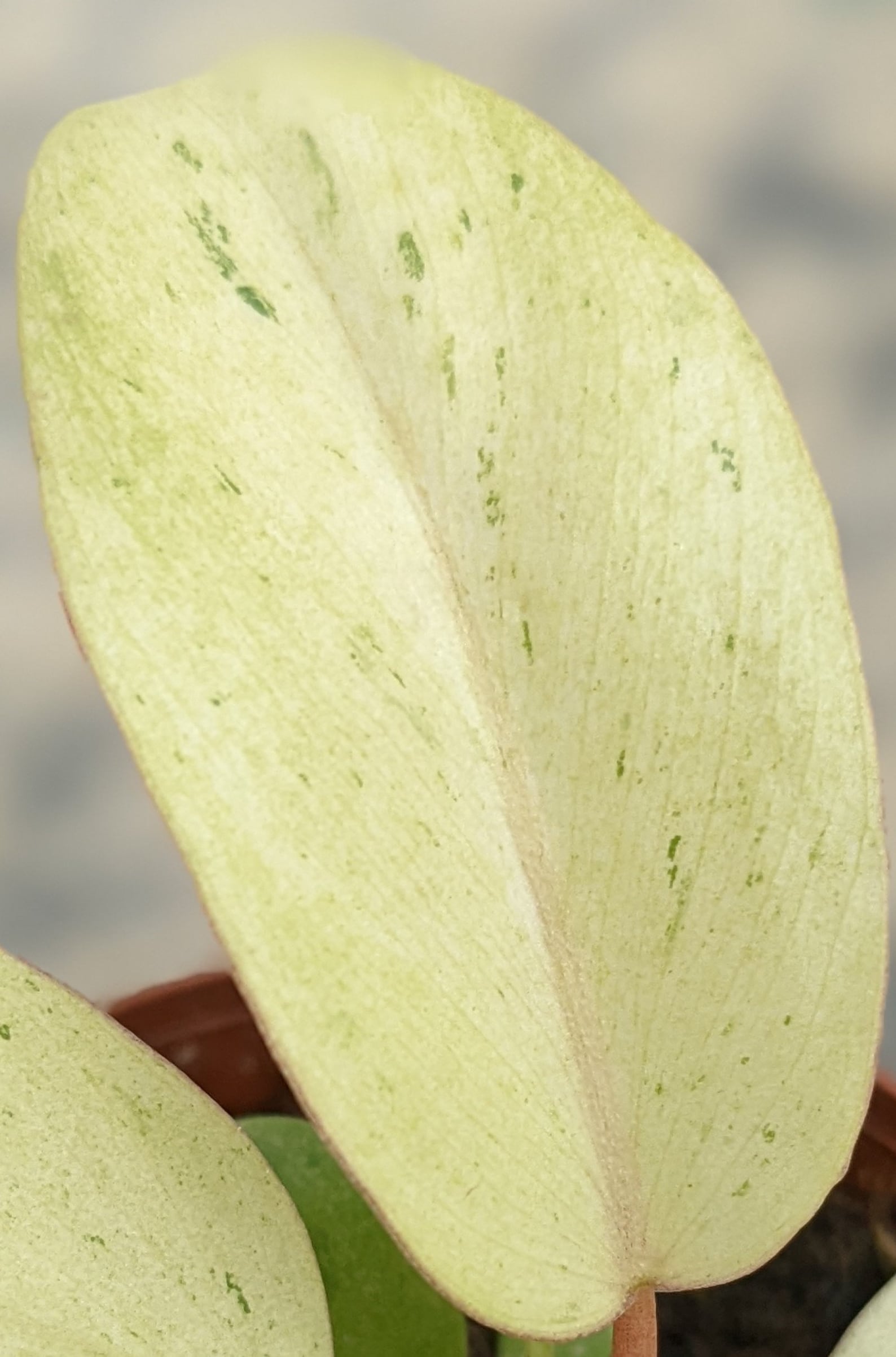 Rare Philodendron - Snowdrift: True Variegation. Starter Plant. HEAT ...