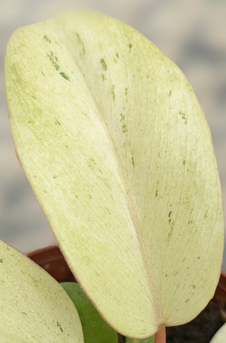 Rare Philodendron - Snowdrift: True Variegation. Starter Plant. HEAT ...