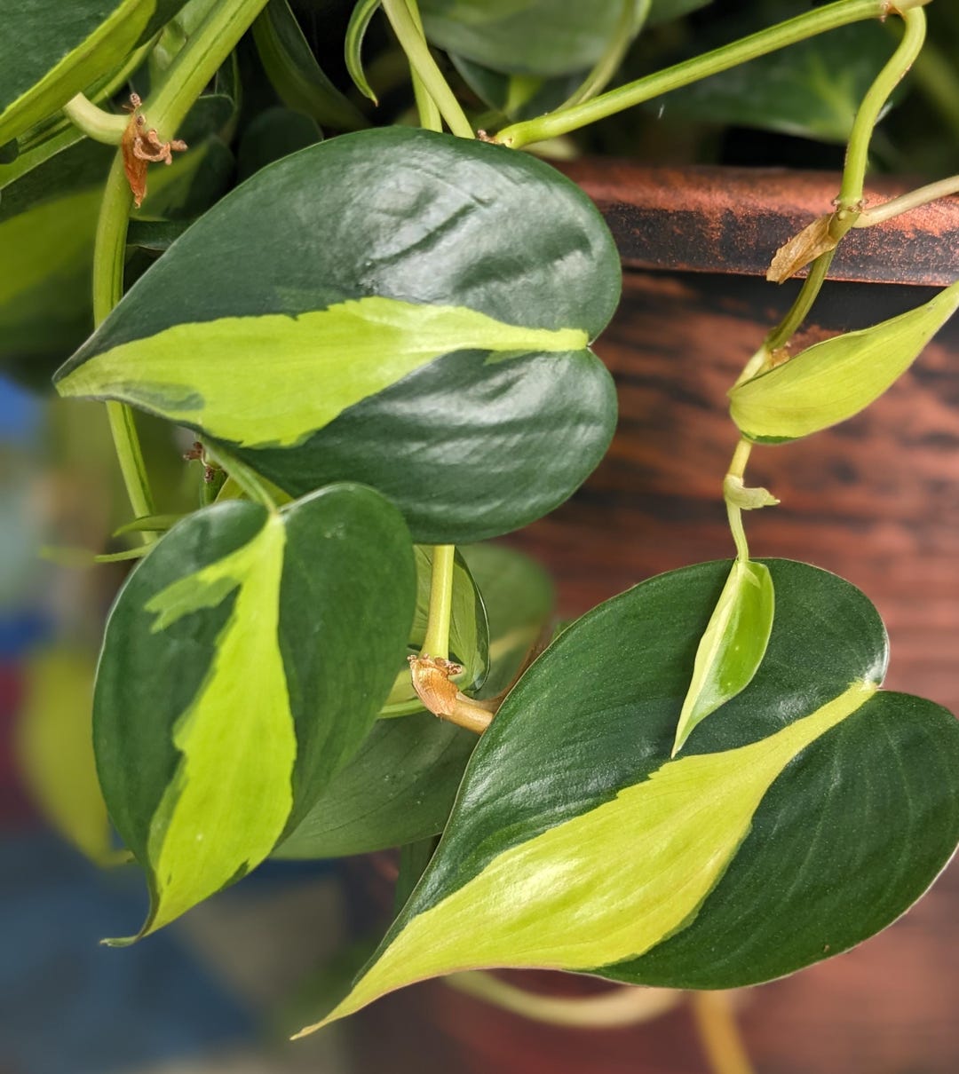 Philodendron Brasil. Two Plants. - Etsy