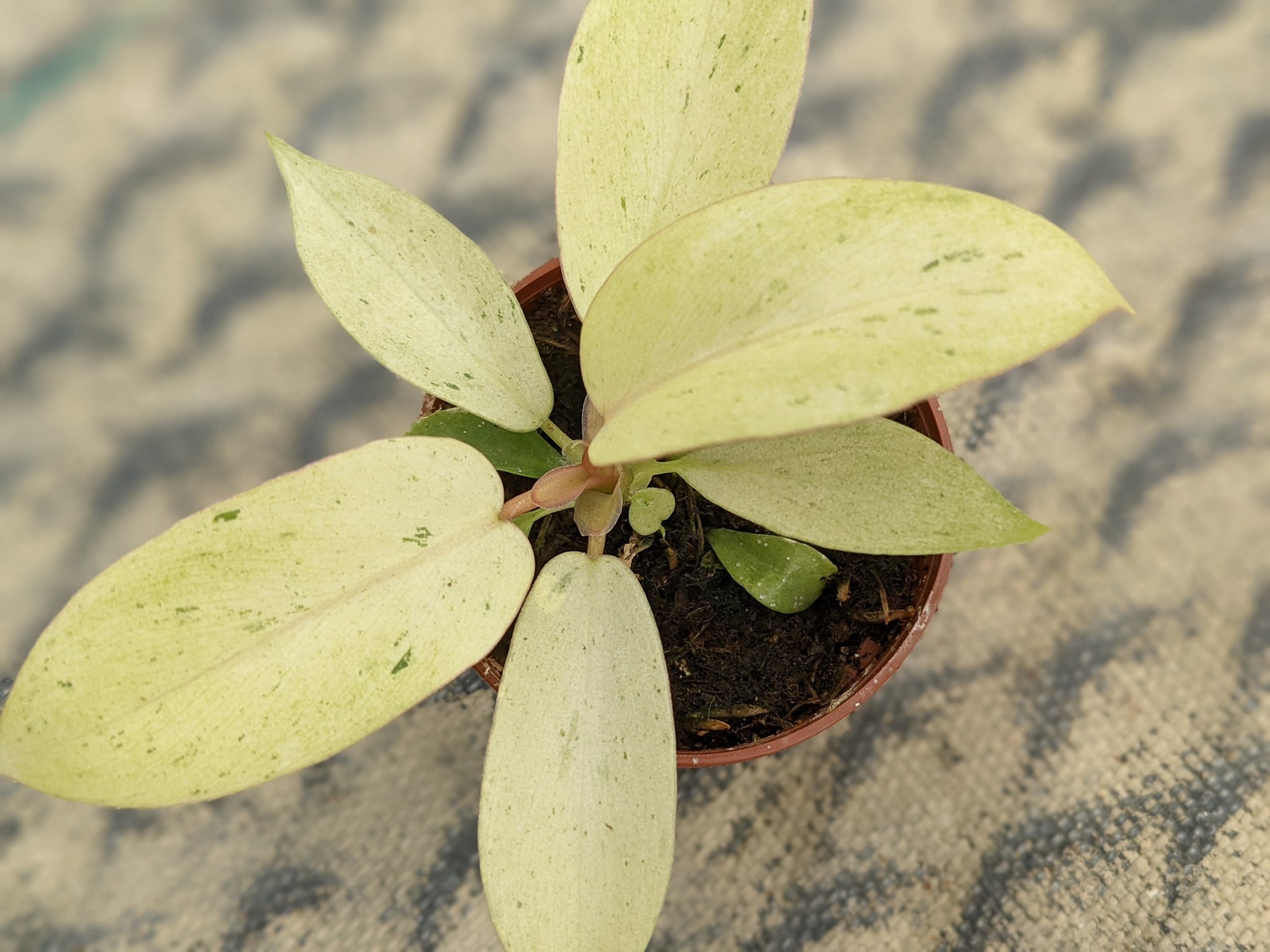 Rare Philodendron - Snowdrift: True Variegation. Starter Plant. HEAT ...