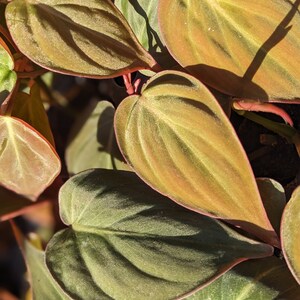 Philodendron - Micans. Two Starter Plants. HEAT PACK Included When ...