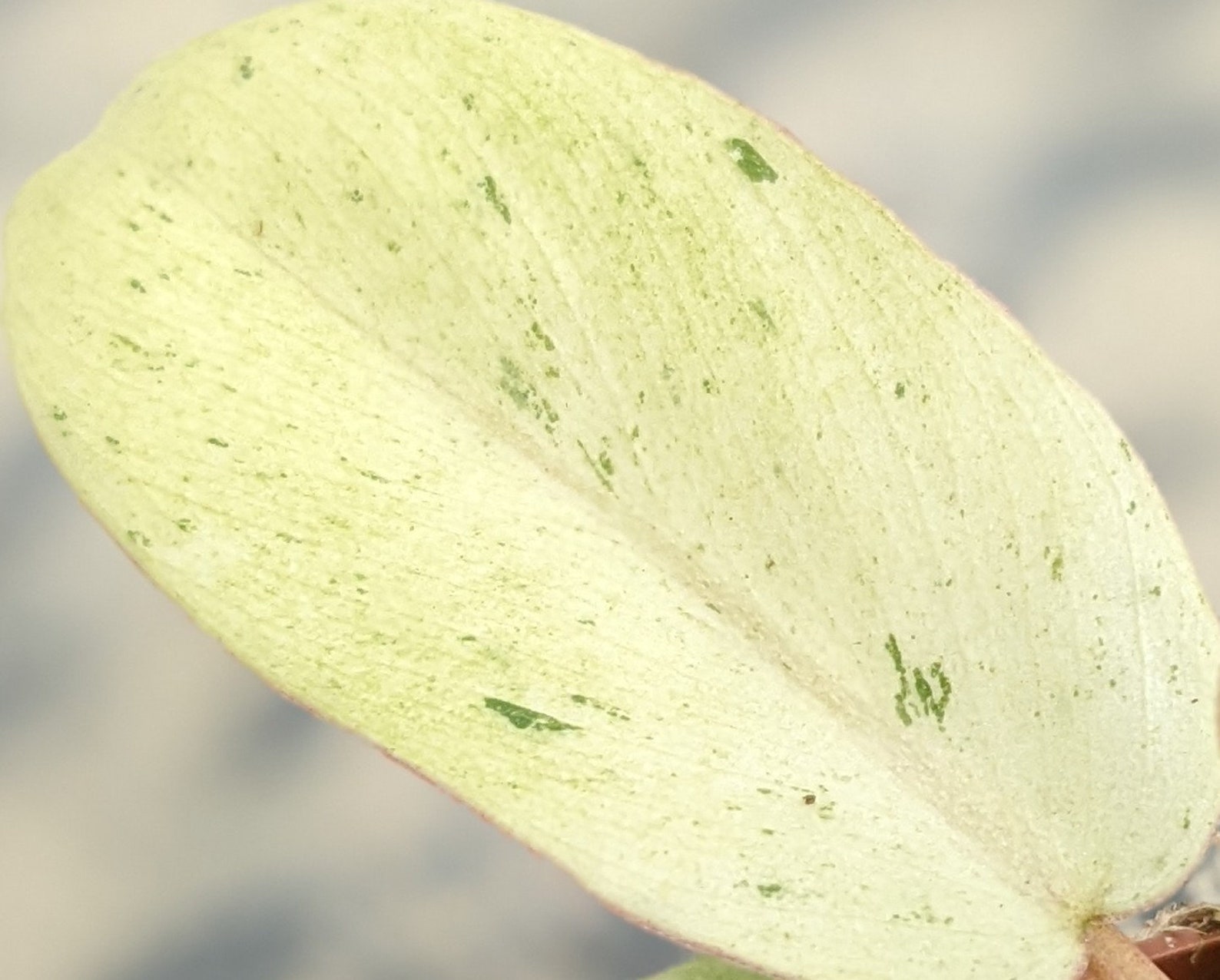 Rare Philodendron - Snowdrift: True Variegation. Starter Plant. HEAT ...