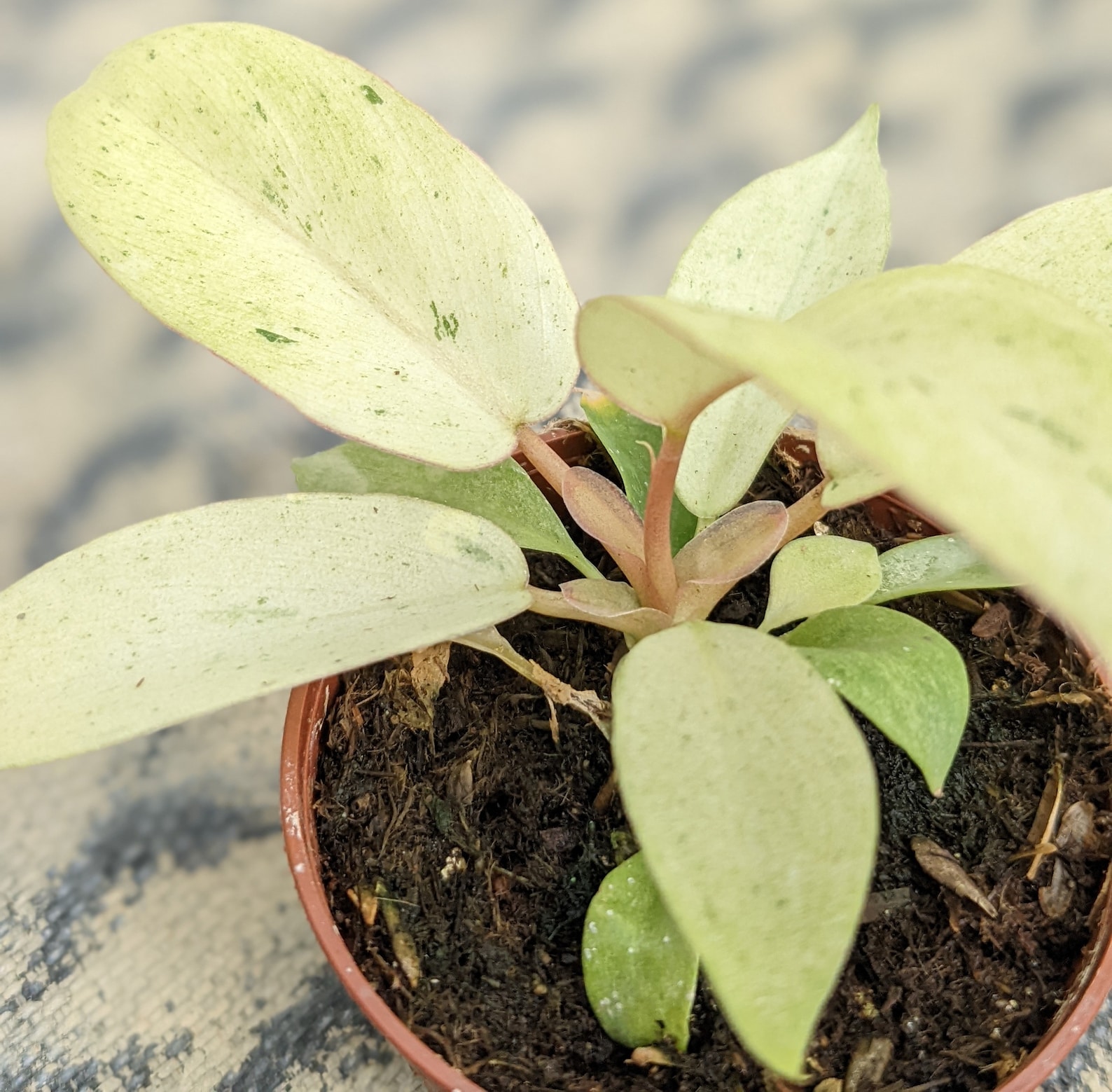 Rare Philodendron Snowdrift. True to Type. Highly Sought - Etsy