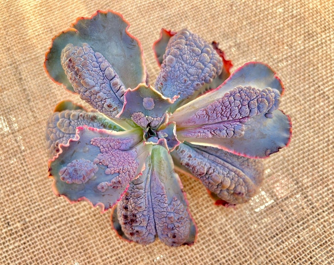 Echeveria Bumpy Slides, With New Roots - Etsy