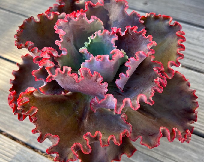 Echeveria Cupeno, Fully Rooted, 4“ Round - Etsy
