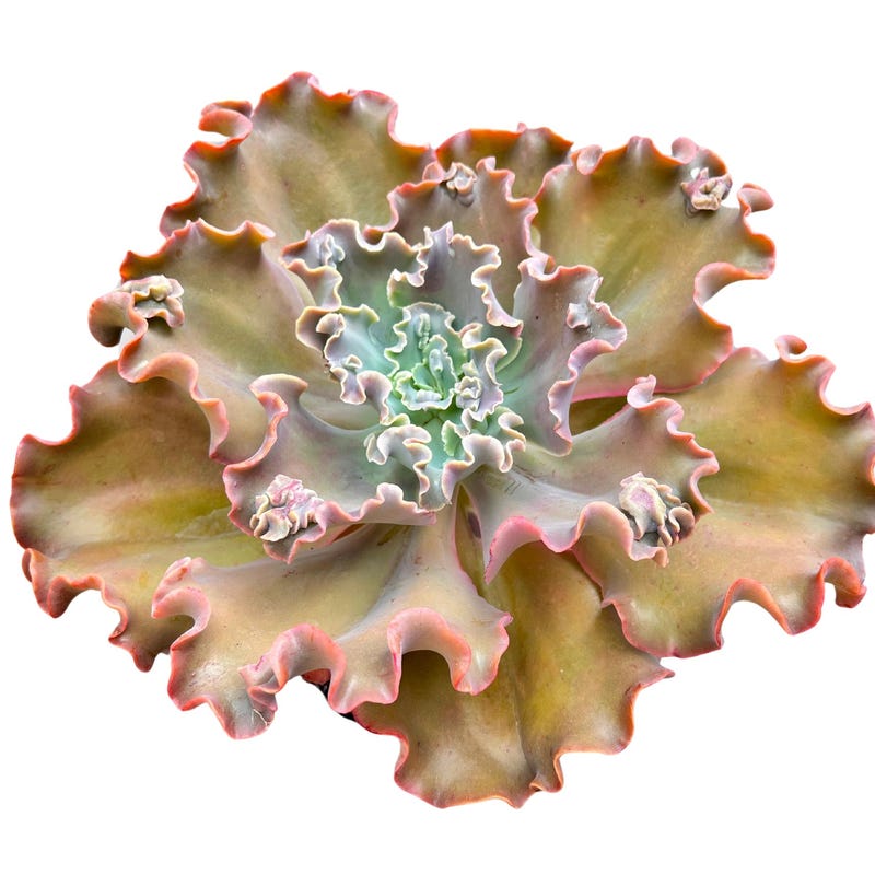 SucculentPower - Etsy
