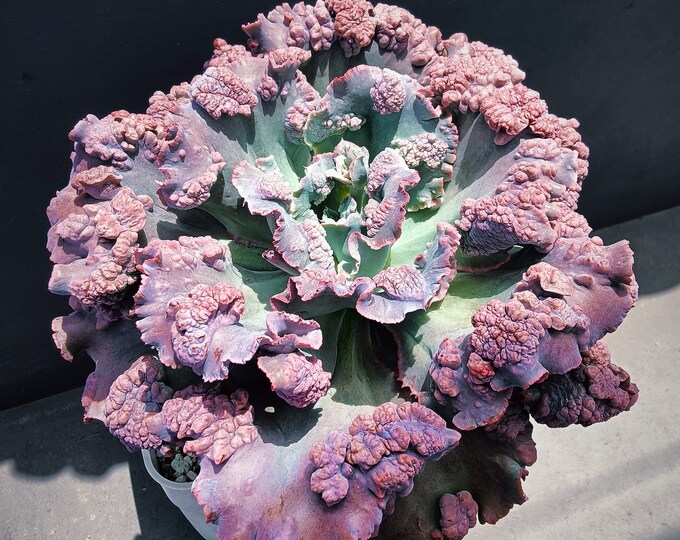 Echeveria Devil Rose, 6" With Tiny New Roots - Etsy