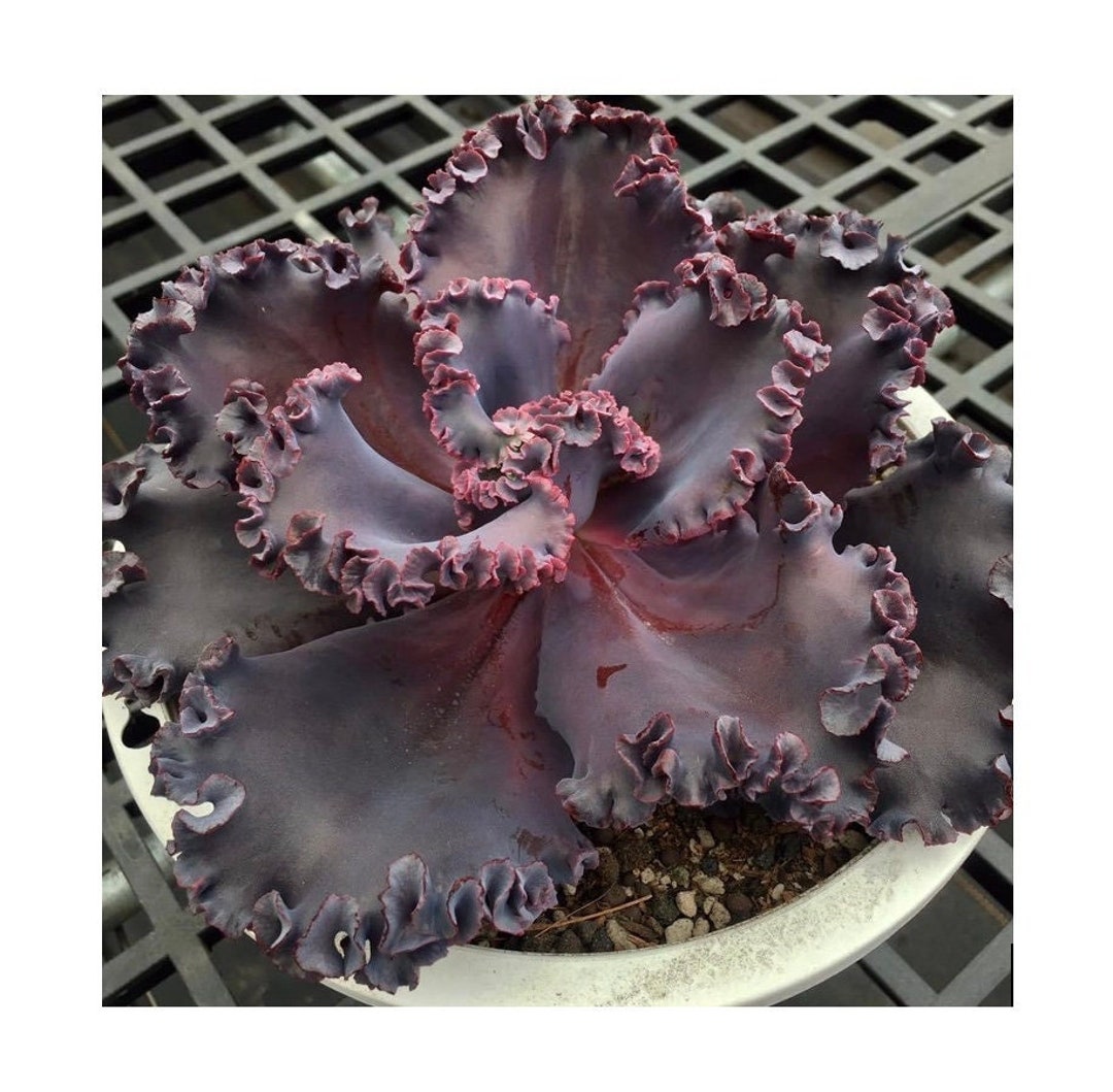 Echeveria Jane Naylor, With New Roots - Etsy