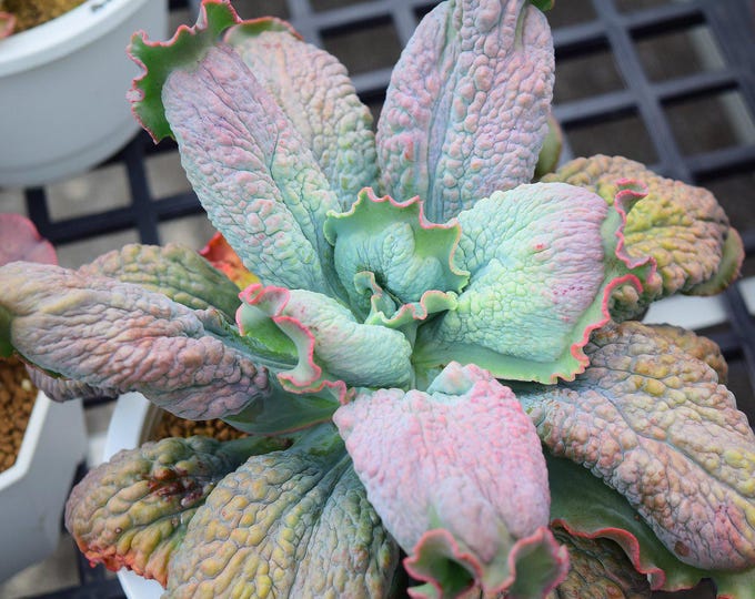 Echeveria Goliath X Barbillion, 9" Round - Etsy