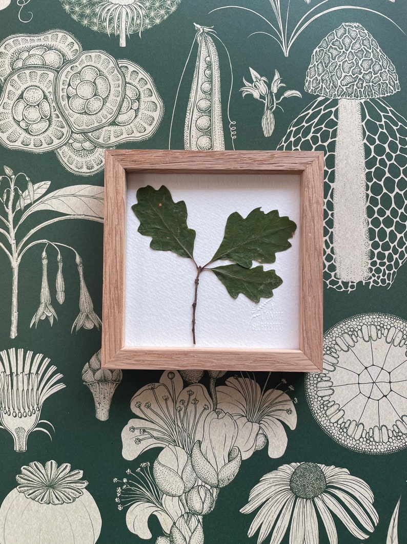 Herbarium of Dried Flowers / Framed Herbarium / Wooden Frame - Etsy