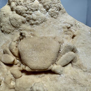 Rare Freshwater Crab Fossil From Turkey Travertine Mine Fossilized ...