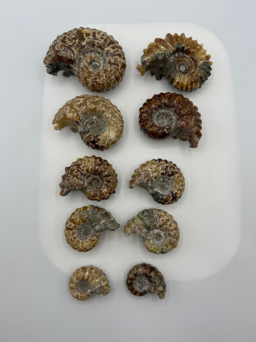 Ammonite Fossils Various Size and Colors (some Partially Pyritized ...