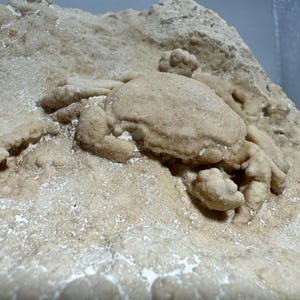 Rare Freshwater Crab Fossil From Turkey Travertine Mine Fossilized ...