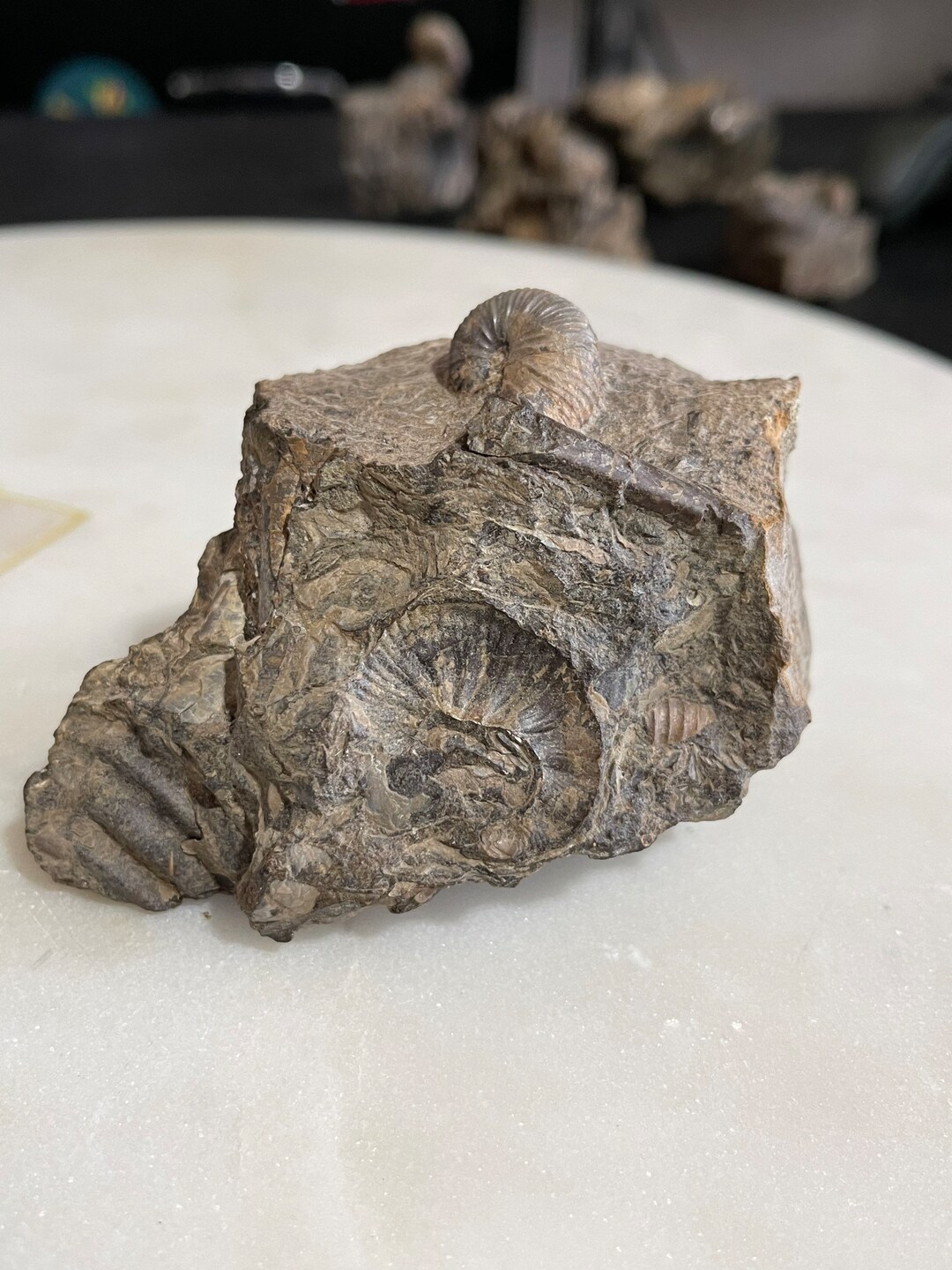 Rare Utah Ammonite With Baculite one of A Kind Gift From Utah ...