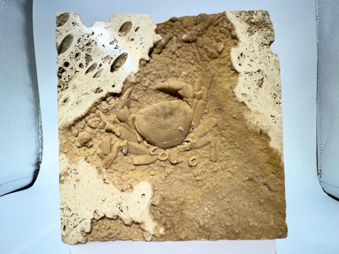 Rare Freshwater Crab Fossil From Turkey Travertine Mine Fossilized ...