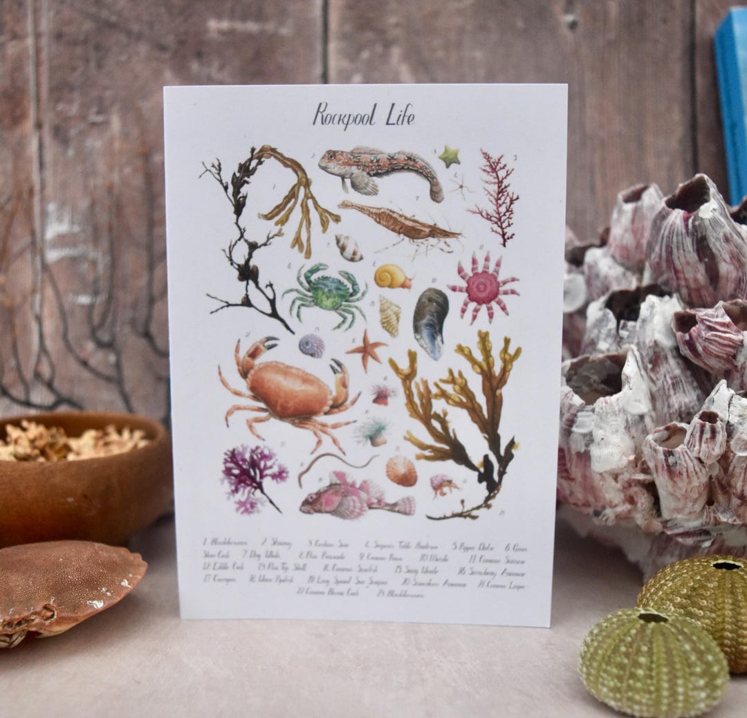 Rockpool Life A6 Greeting Card - Etsy