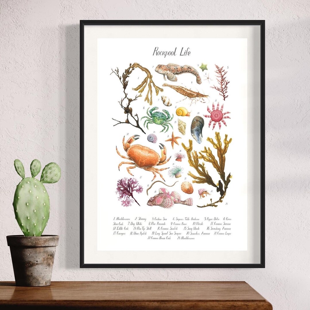 Rockpool Poster, Coastal Home Decor, Ocean Life Print - Etsy UK