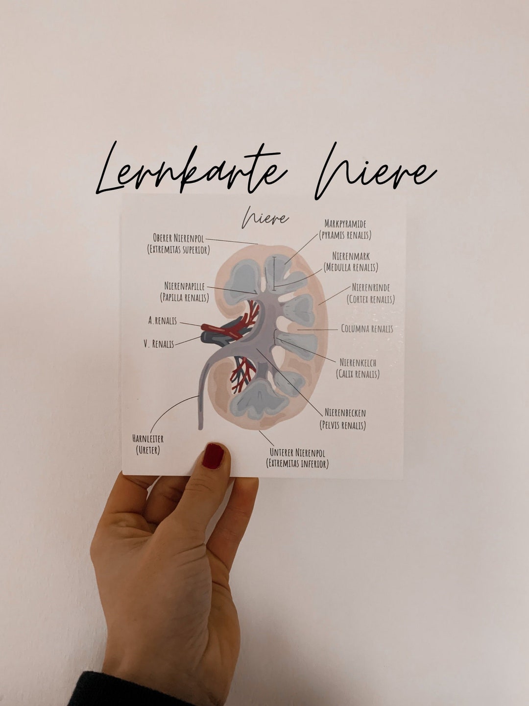 Kidney Flashcard - Etsy