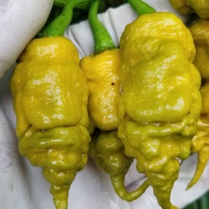 T-rex Mustard Pepper Seeds - Etsy