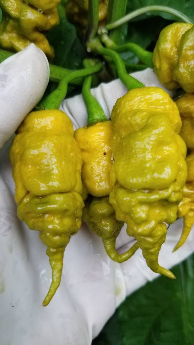 T-rex Mustard Pepper Seeds - Etsy