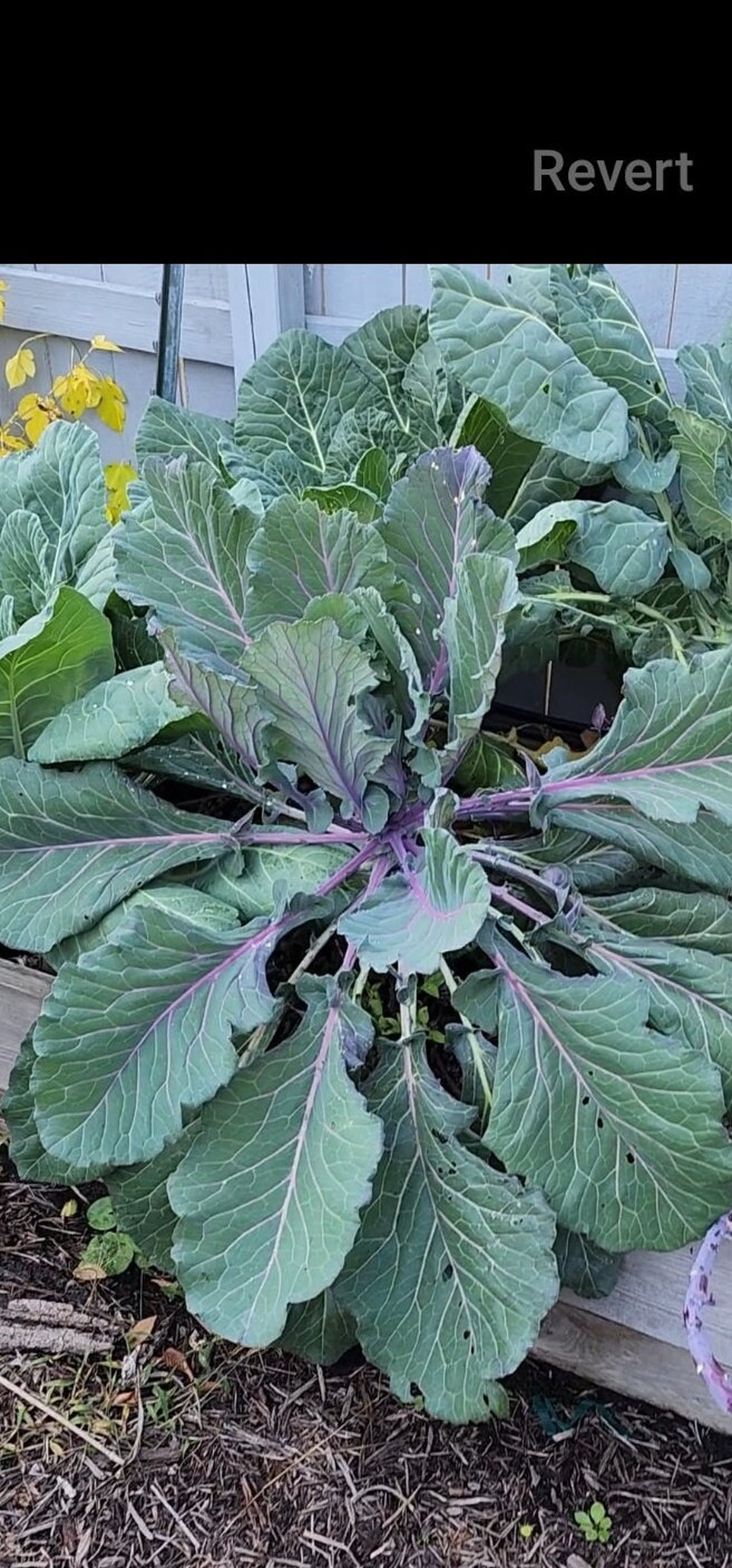 Old Timey Blue Collards - Etsy