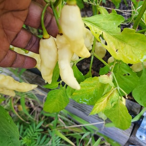 White Ghost Pepper Seeds - Etsy
