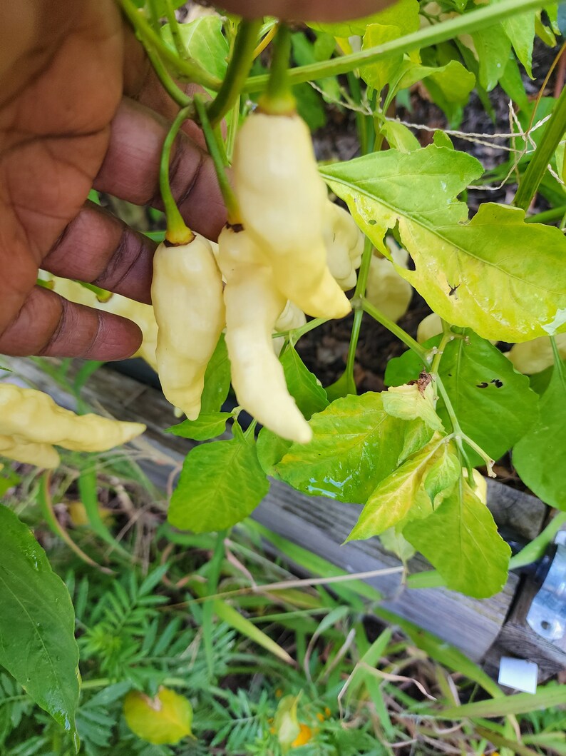 White Ghost Pepper Seeds - Etsy