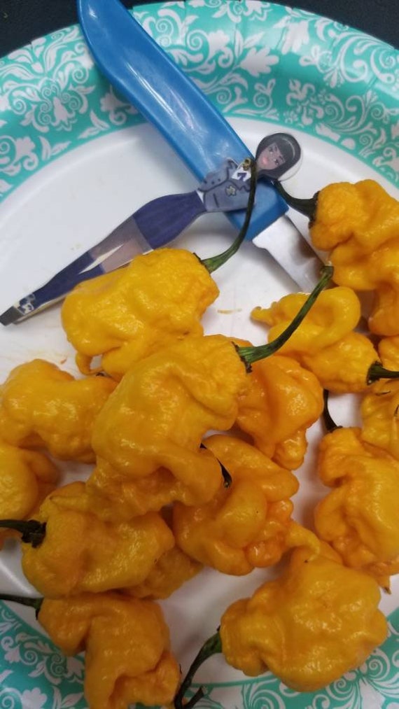 T-rex Yellow Pepper Seeds | Etsy