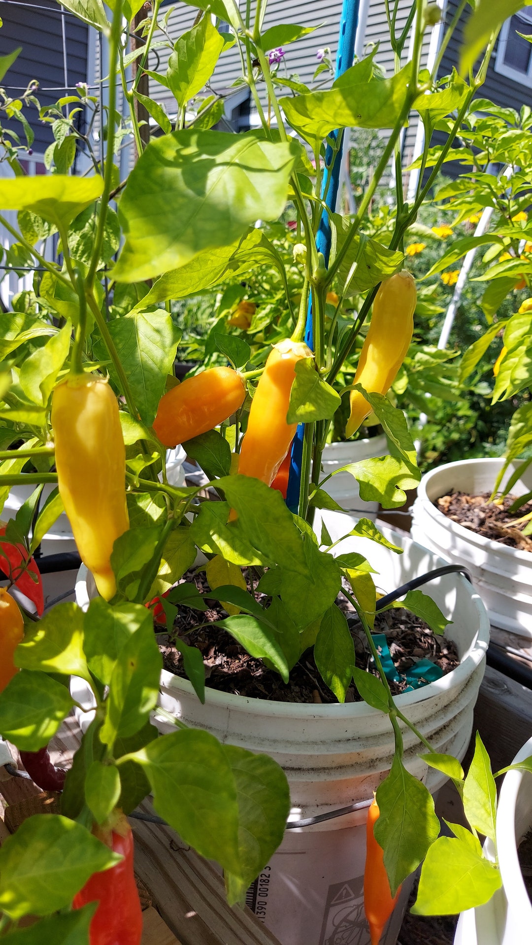 Ají Cristal Pepper Seeds - Etsy