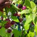CGN 21500 Pepper Seeds - Etsy