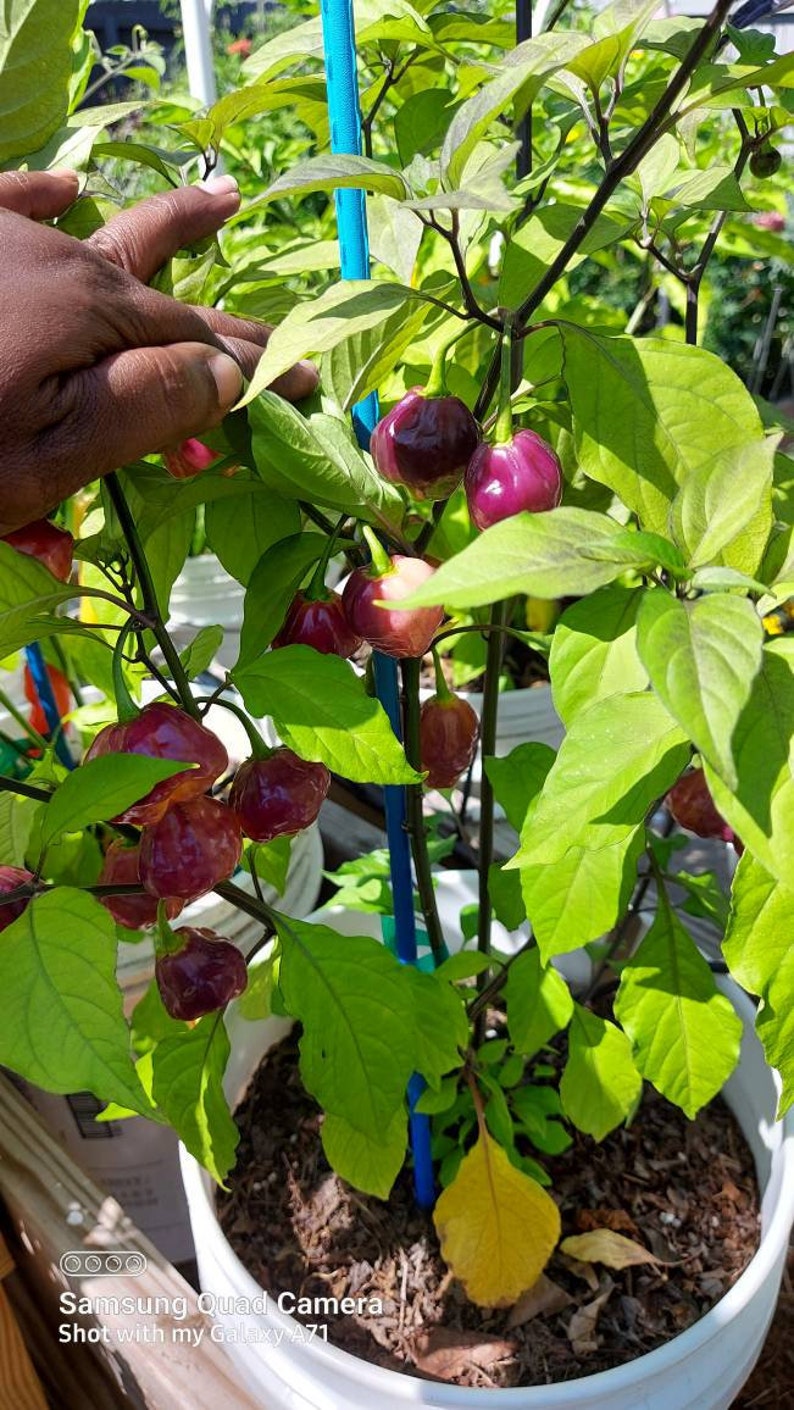 CGN 21500 Pepper Seeds - Etsy