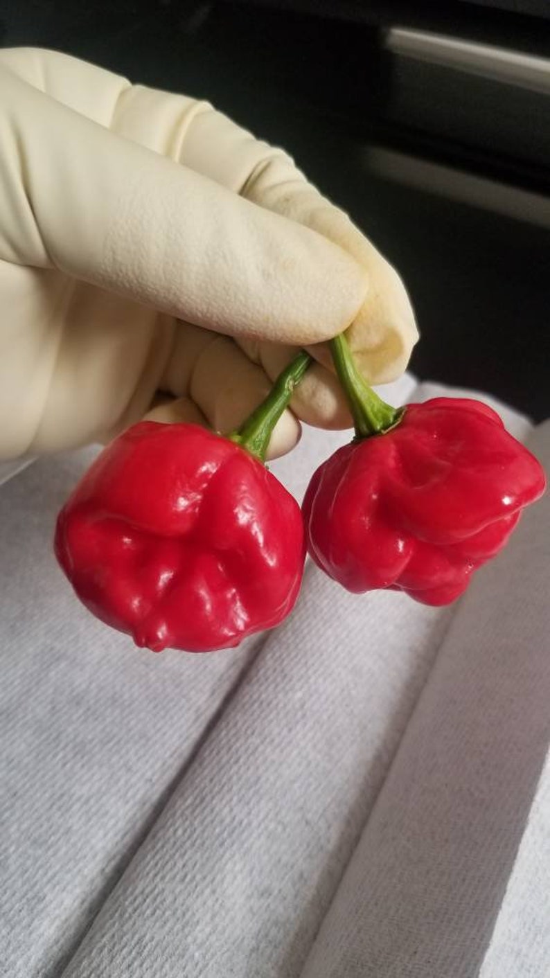 Scotch Brain Red Seeds - Etsy