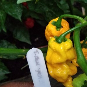 T-rex Yellow Pepper Seeds | Etsy
